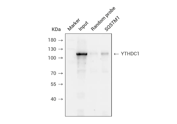 Streptavidin-Biotin System | MedChemExpress